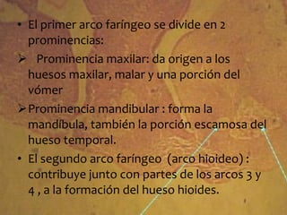 Arcos faríngeos | PPT