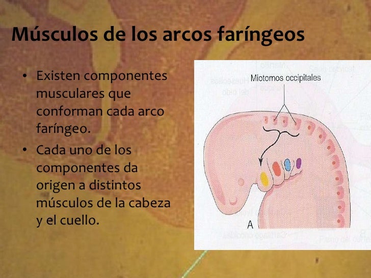 Arcos faríngeos