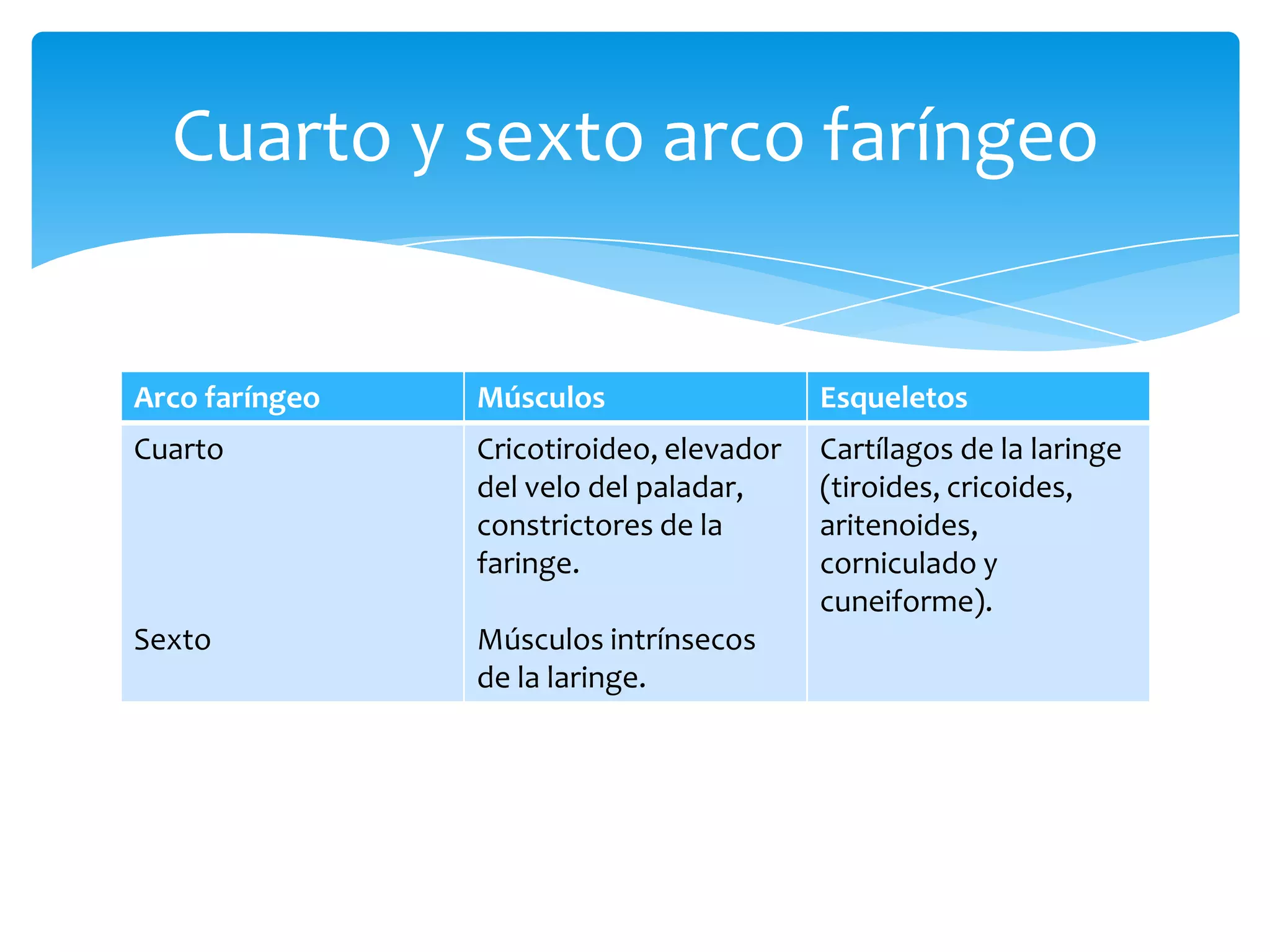 Arcos faríngeos | PPTX