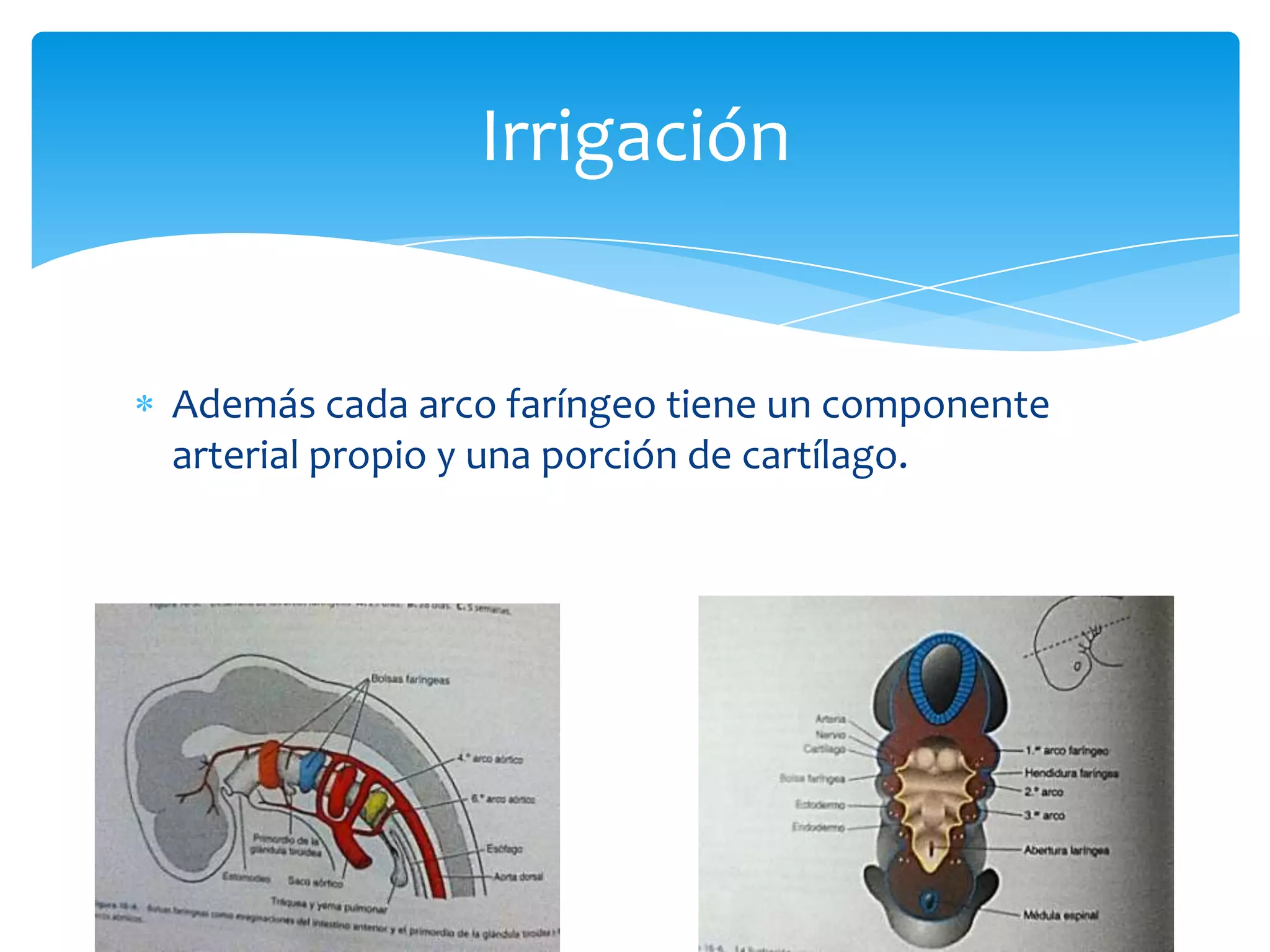 Arcos faríngeos | PPTX