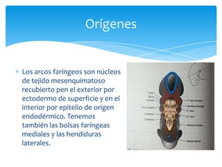 Arcos faríngeos | PPTX
