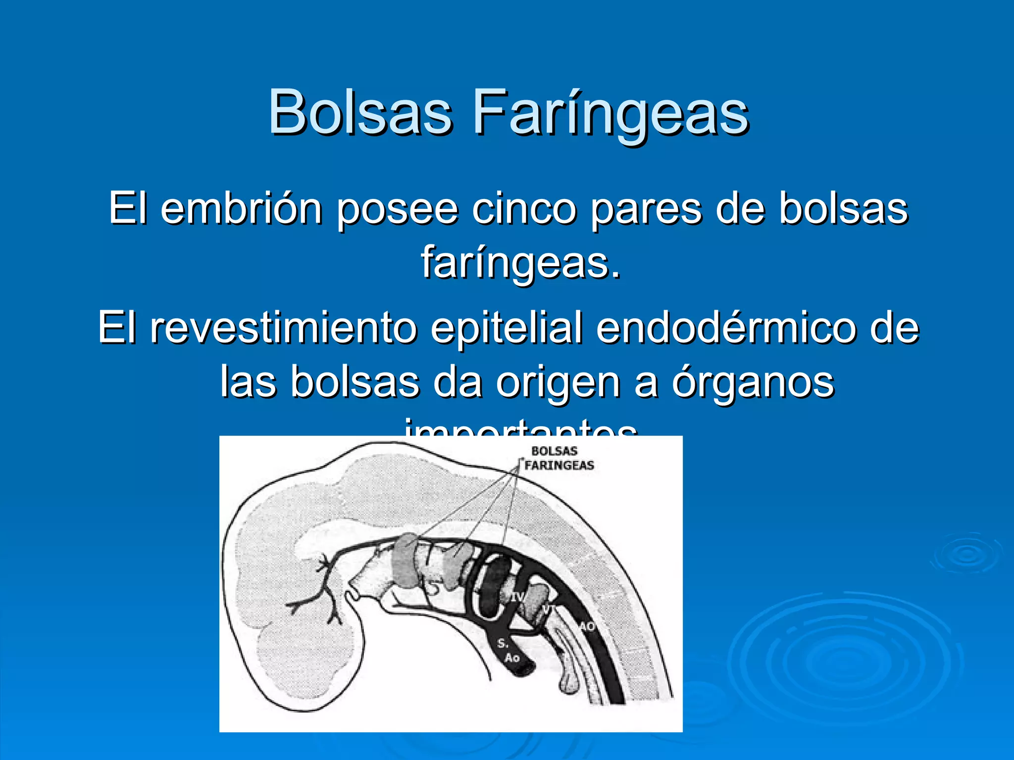 Arcos, Hendiduras Y Bolsas FaríNgeas | PPT