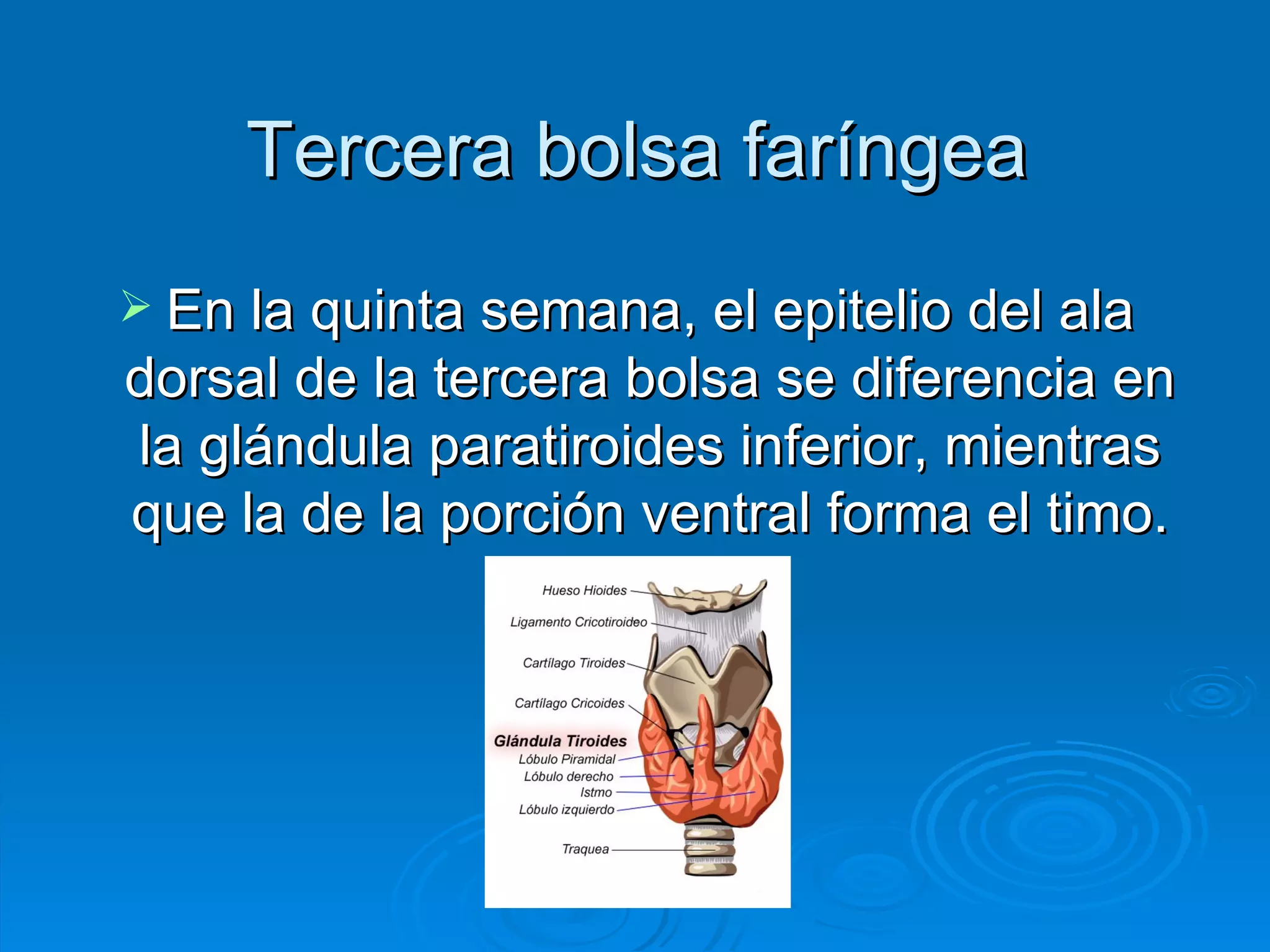Arcos, Hendiduras Y Bolsas FaríNgeas | PPT
