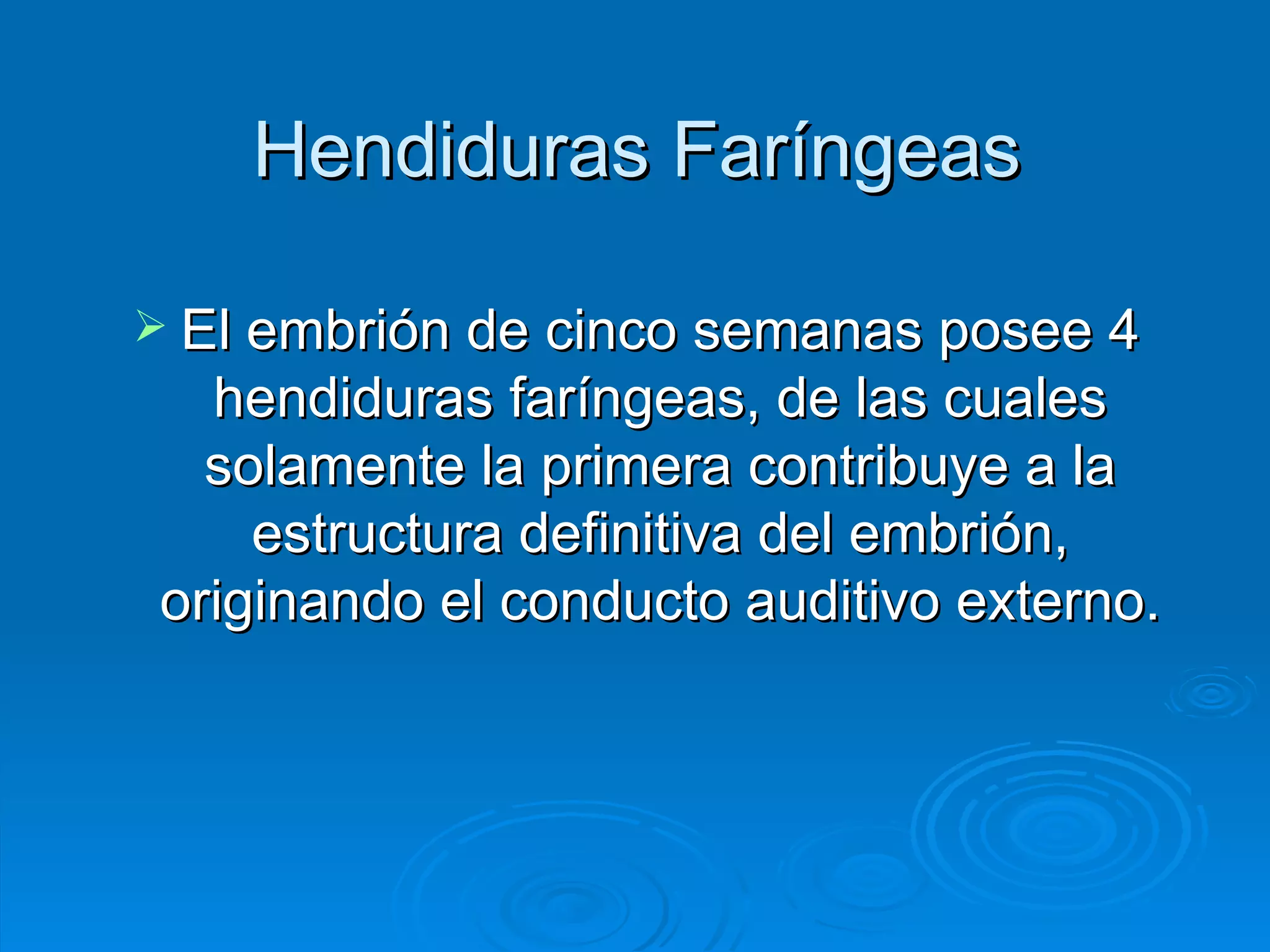 Arcos, Hendiduras Y Bolsas FaríNgeas | PPT