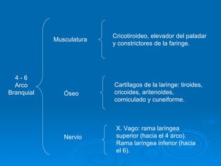 Arcos, Hendiduras Y Bolsas FaríNgeas | PPT