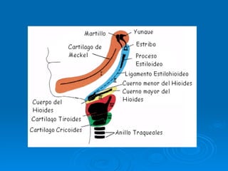 Arcos, Hendiduras Y Bolsas FaríNgeas | PPT