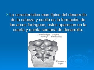 Arcos, Hendiduras Y Bolsas FaríNgeas | PPT