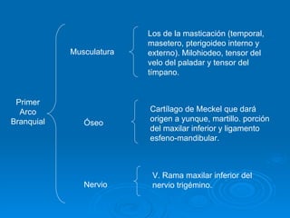 Arcos, Hendiduras Y Bolsas FaríNgeas | PPT