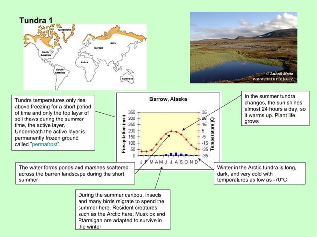 Arctic ecosystems | PPT