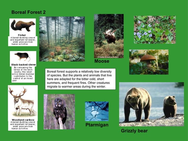 Arctic ecosystems | PPT