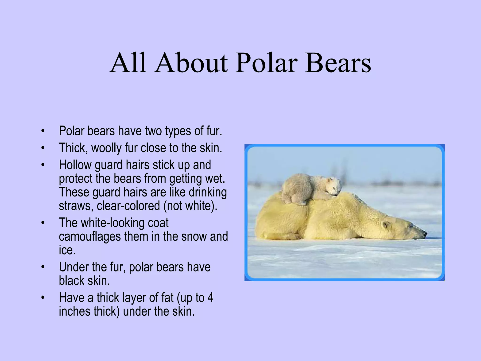 Arctic Animals | PPT