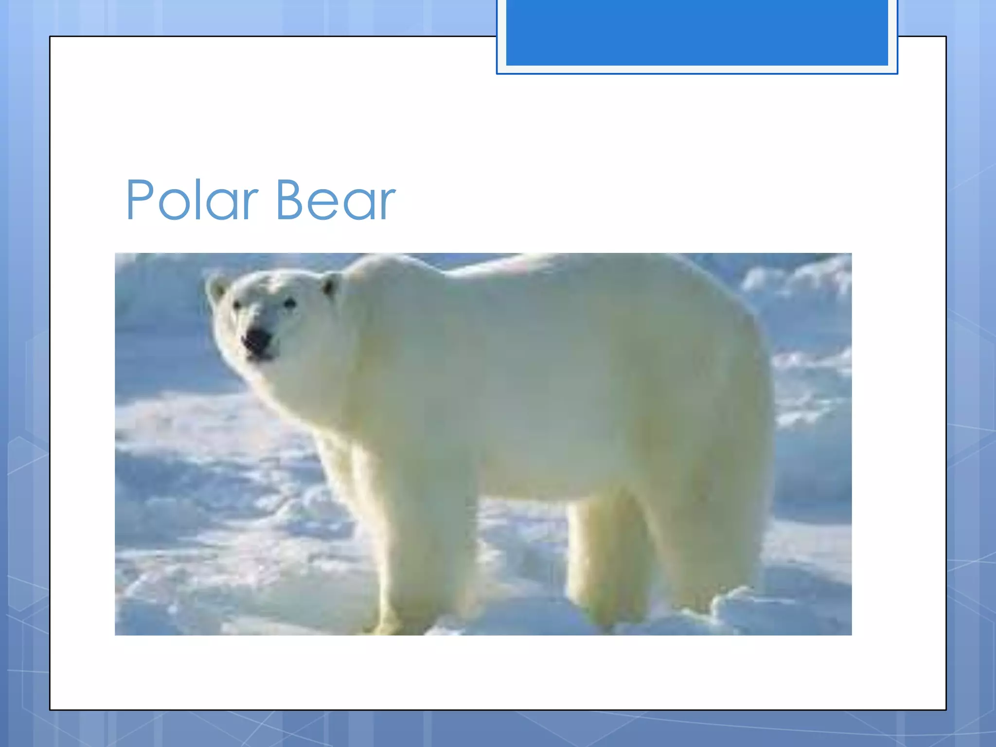 Arctic animals | PPT