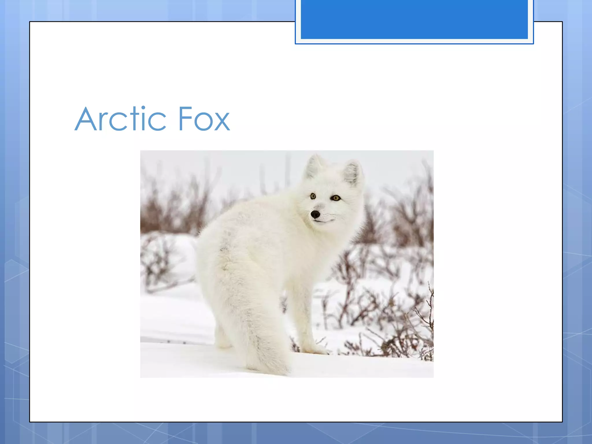 Arctic animals | PPT