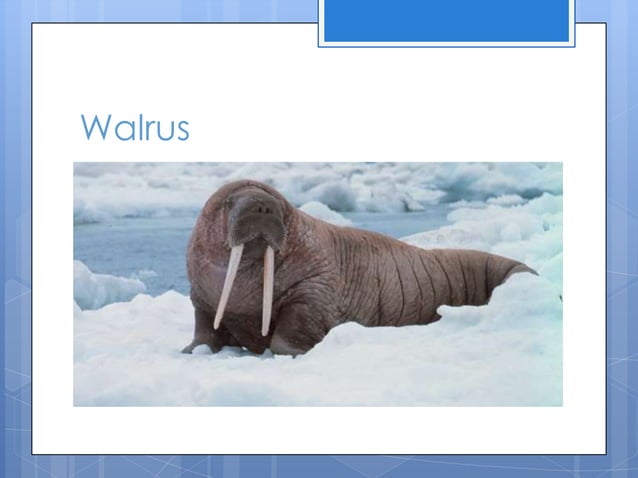Arctic animals | PPT