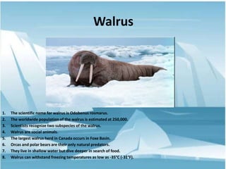 arctic animals for grade 6 for usage in ppt | PPT