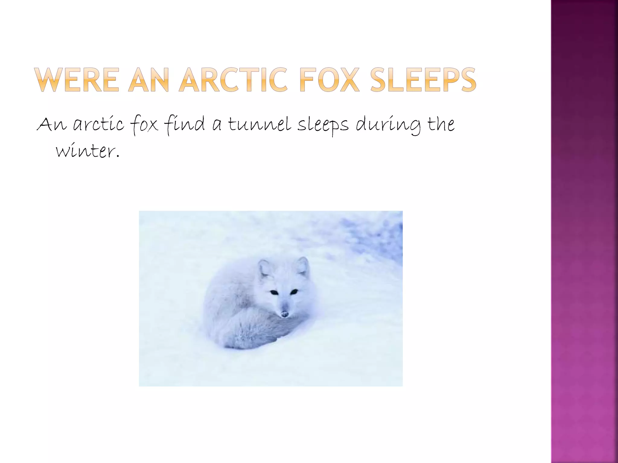 Arctic fox cynthia | PPTX