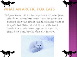 Arctic fox cynthia | PPTX