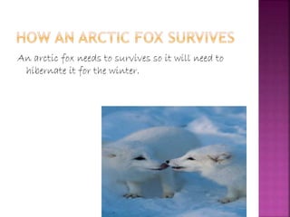 Arctic fox cynthia | PPTX