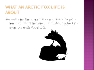Arctic fox cynthia | PPTX