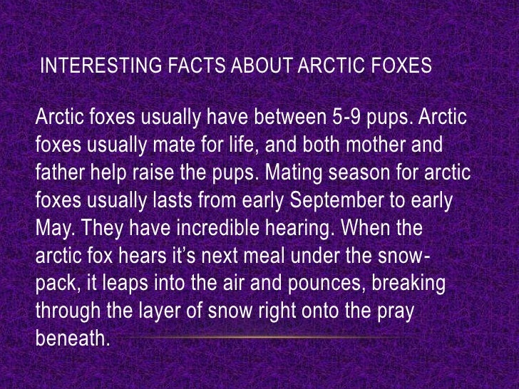 10 Fun Facts About The Arctic Fox Arctic Kingdom Arctic Fox (Vulpes