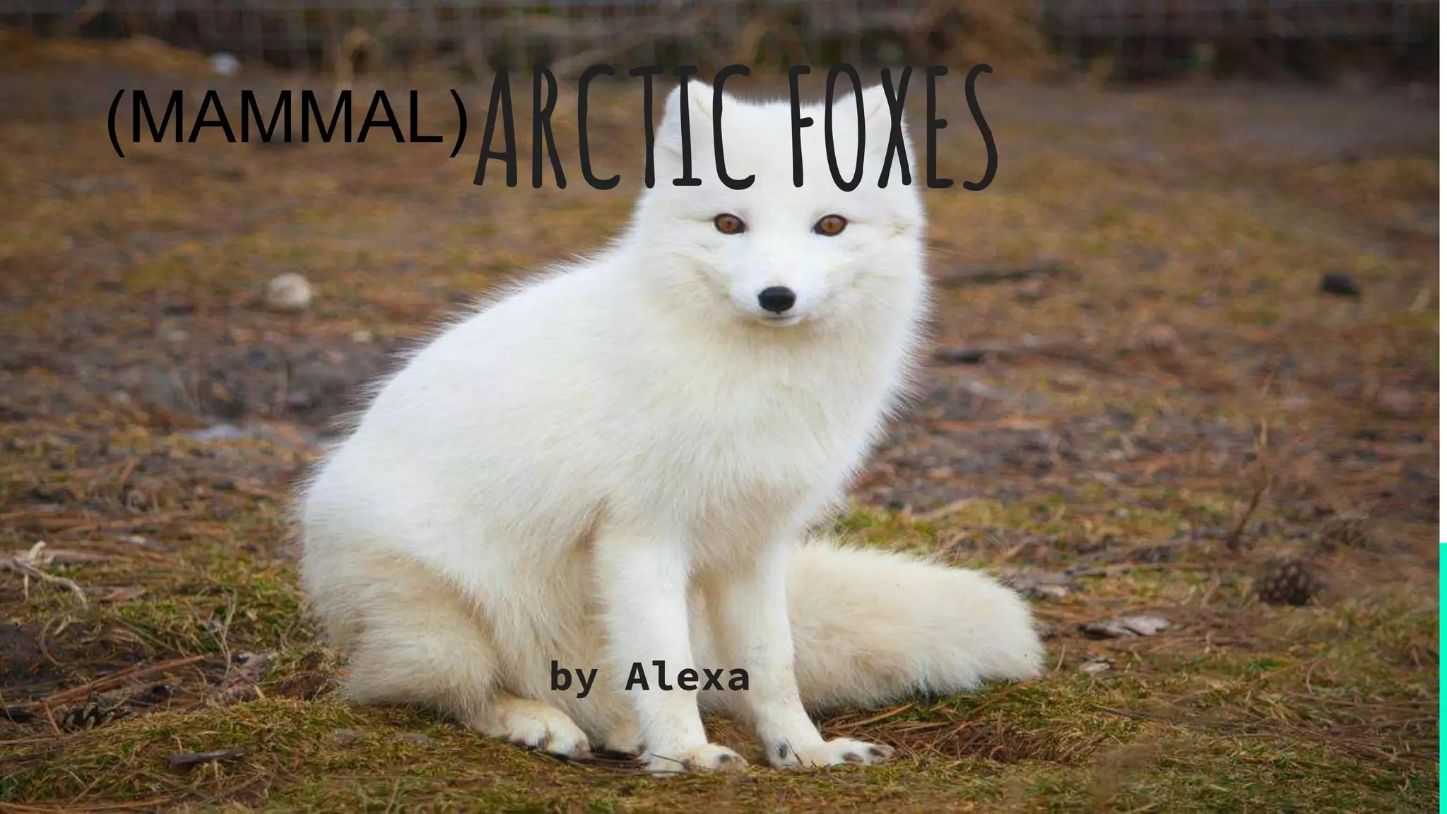 Arctic Foxes | PPTX
