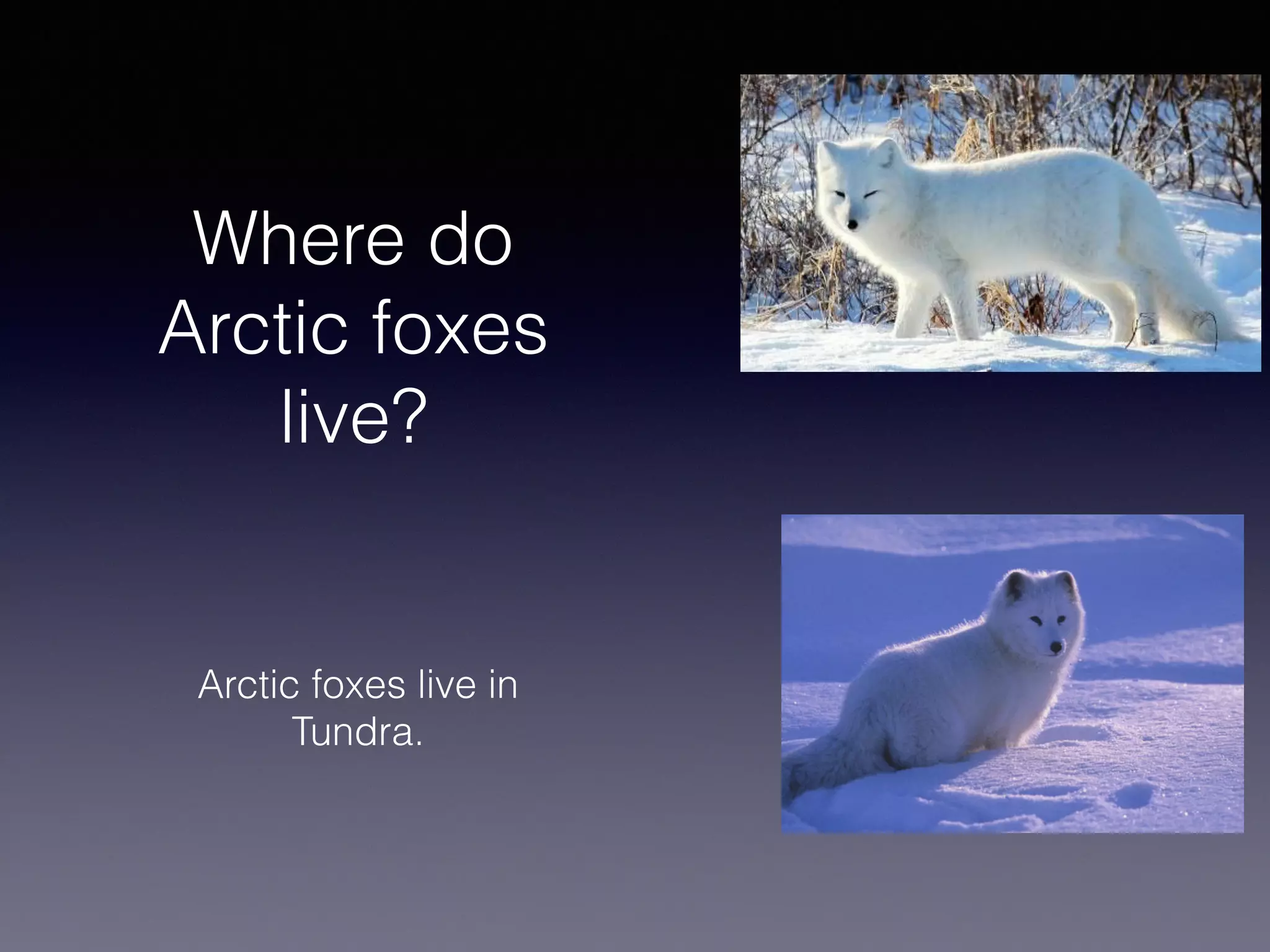 Arctic Foxes by Isabella | PPT