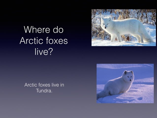 Arctic Foxes by Isabella | PPT