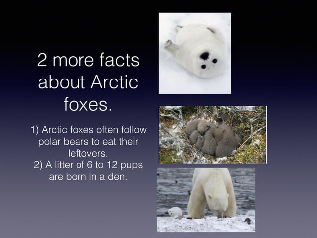 Arctic Foxes by Isabella | PDF