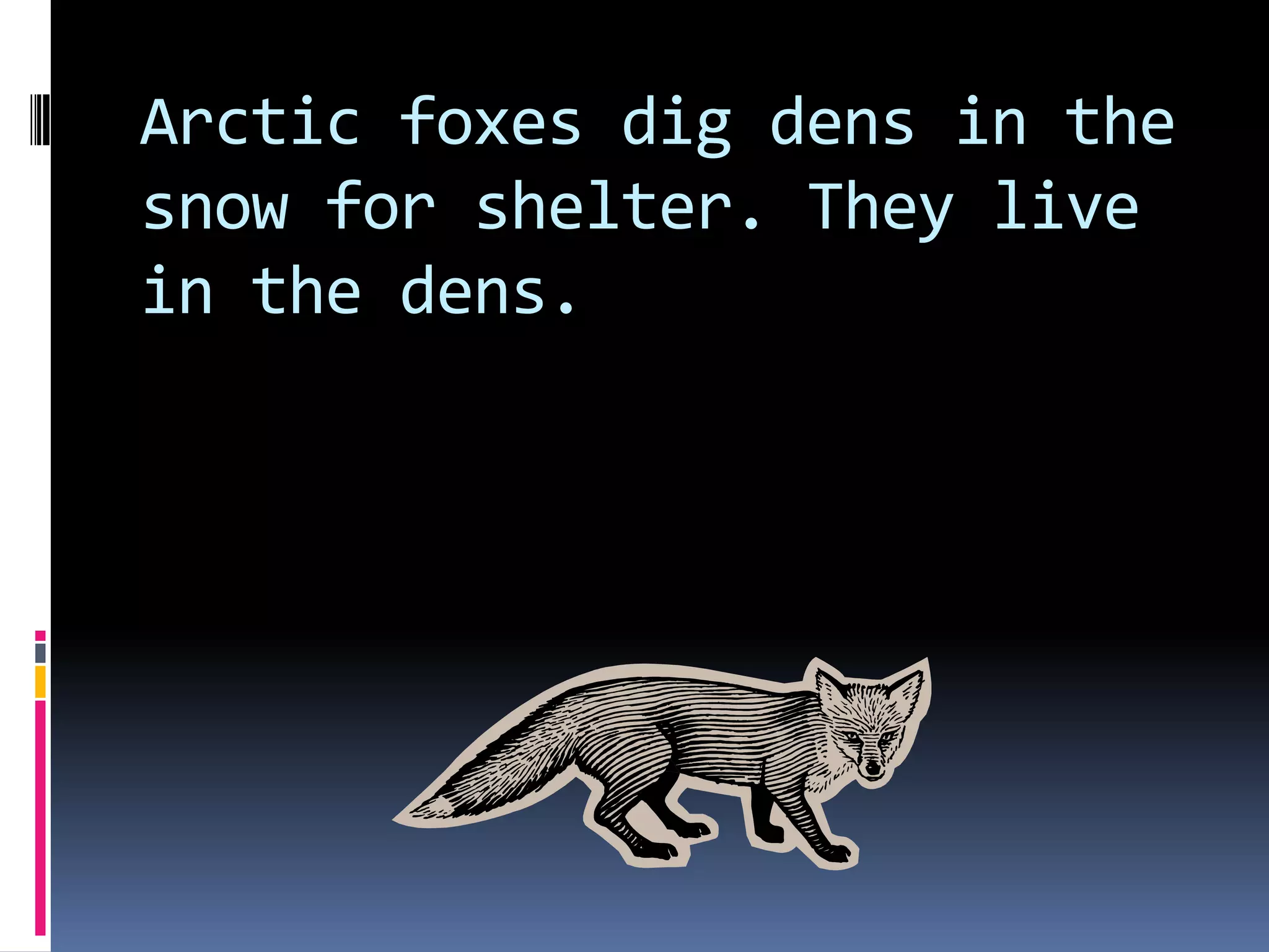 Arctic Foxes by Erik | PPTX