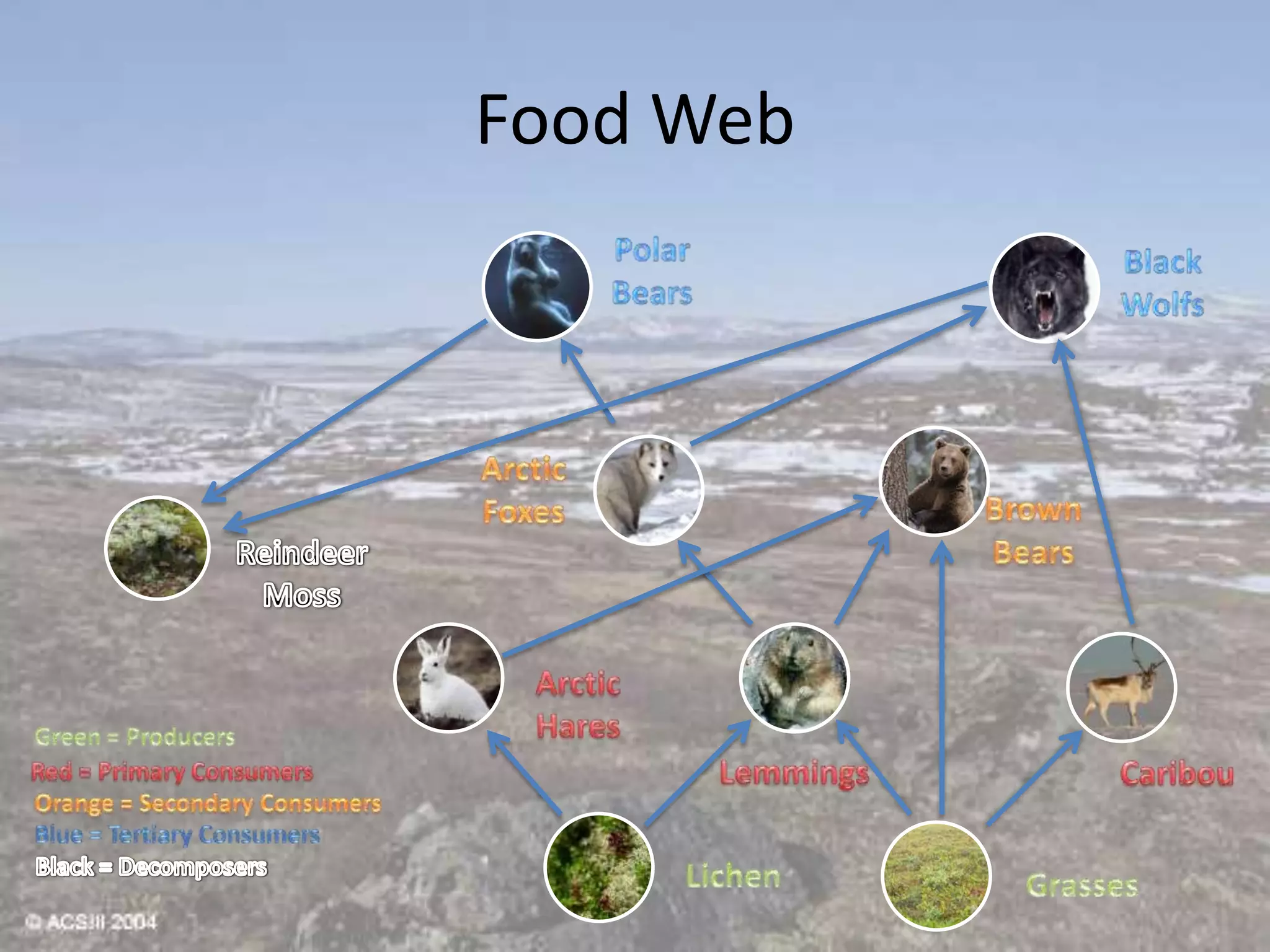 Arctic Tundra Biome Project | PPTX