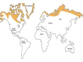 Arctic Tundra Biome Project | PPTX