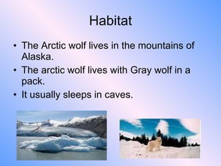 Arctic wolf | PPT