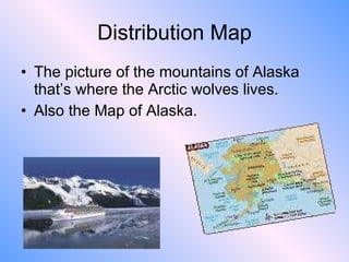 Arctic wolf | PPT