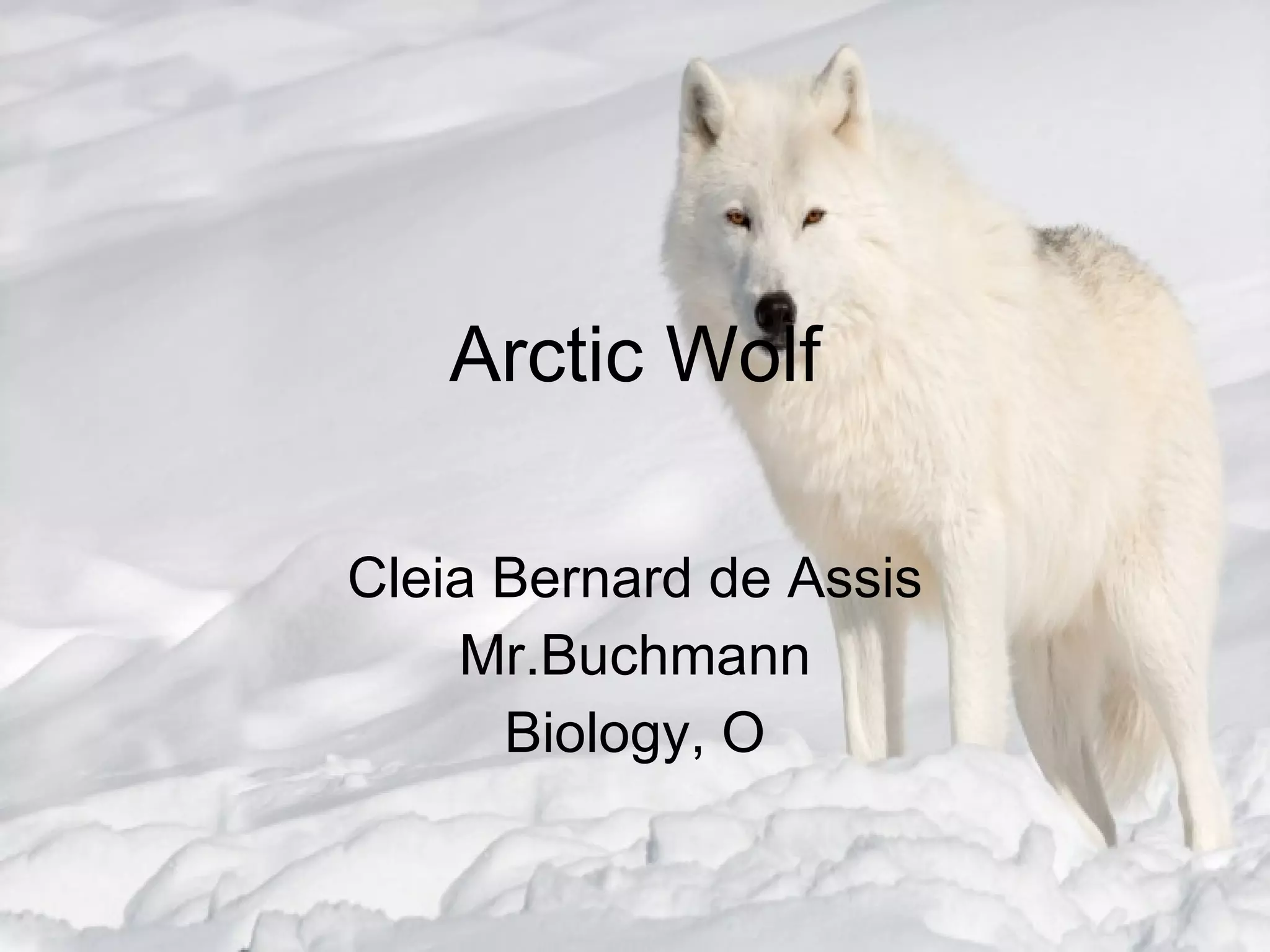 Cleia Bernard, 0, Arctic Wolf | PPT