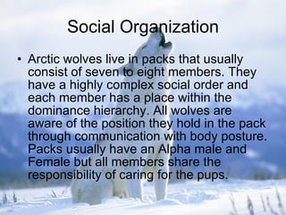 Cleia Bernard, 0, Arctic Wolf | PPT