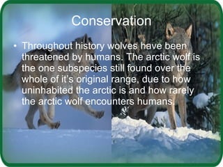 Cleia Bernard, 0, Arctic Wolf | PPT