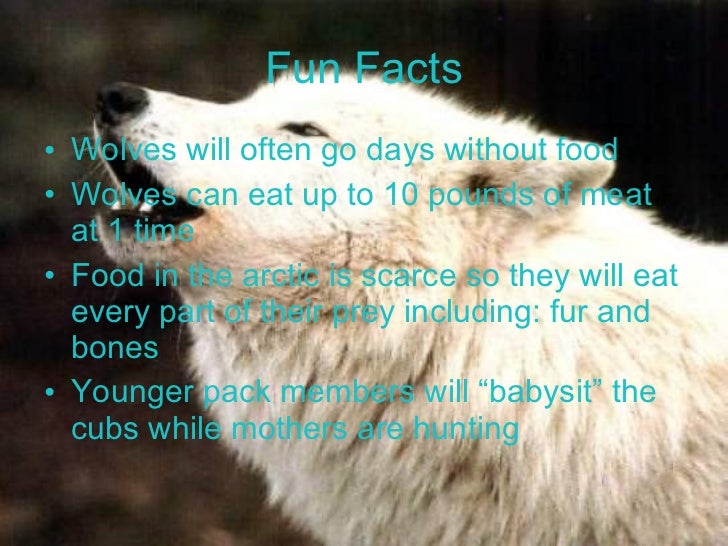 Interesting Facts About Wolves Just Fun Facts 14 Very Interesting Facts You Should Know About ...