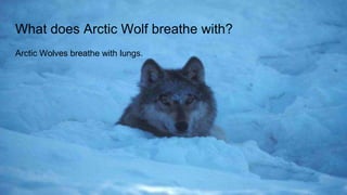 Arctic Wolf | PPTX
