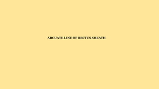 Arcuate line | PPT