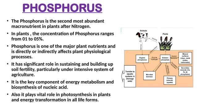 Phosphorus: advantage & disadvantages and deficiency symptoms in plants ...