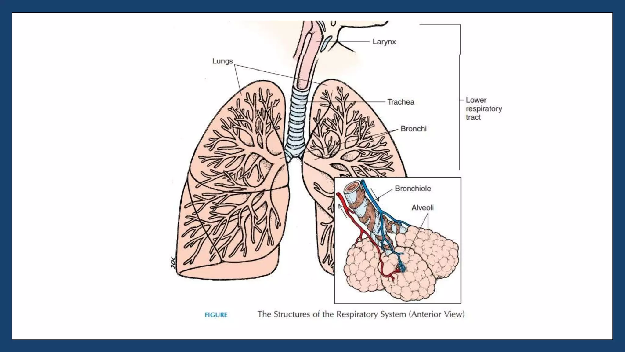 ARDS (acute respiratory distress syndrome) ppt SlideShare | PPTX