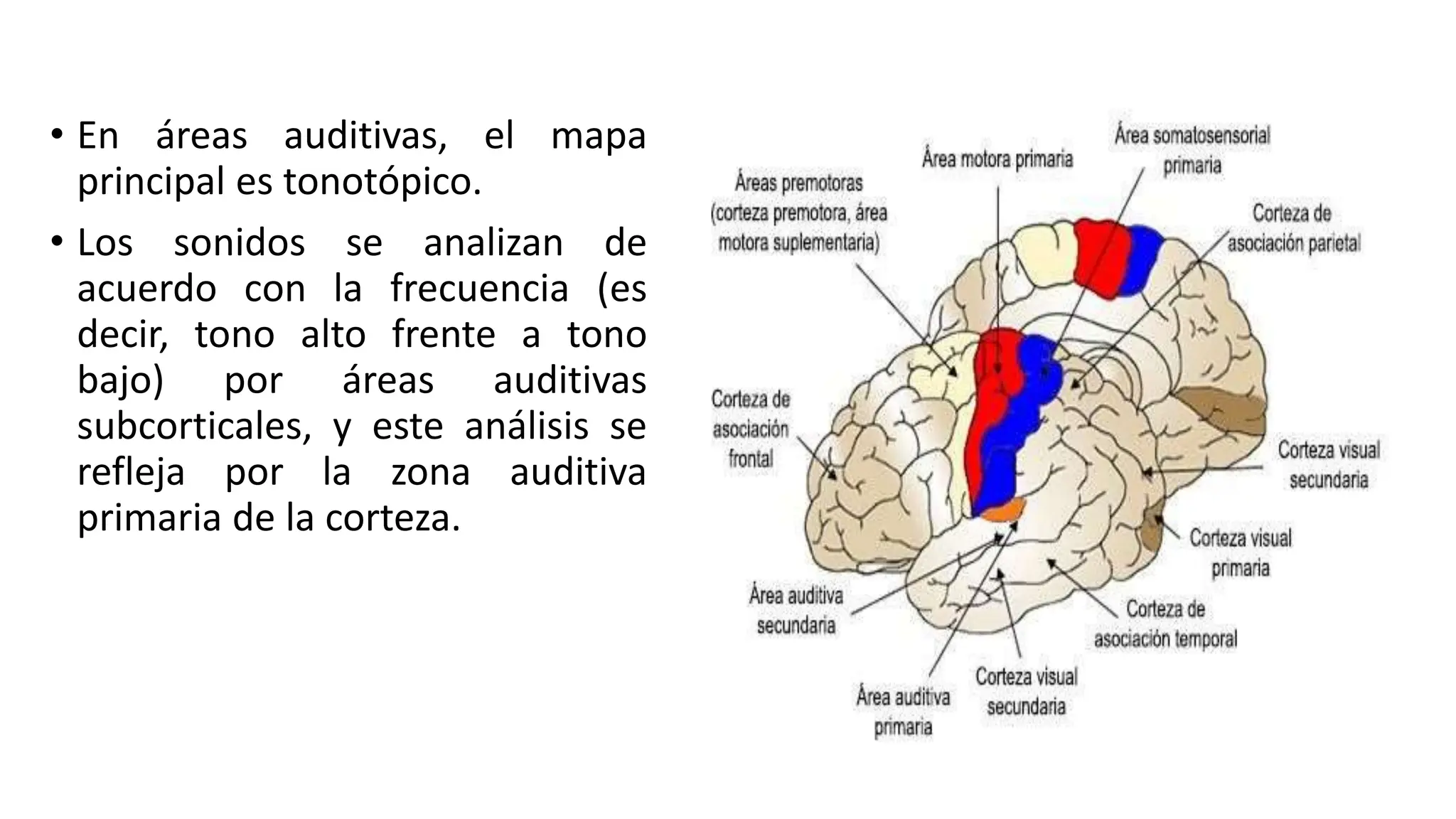 Anatomía y fisiología de las áreas de Brodman | PPTX | Brain and ...