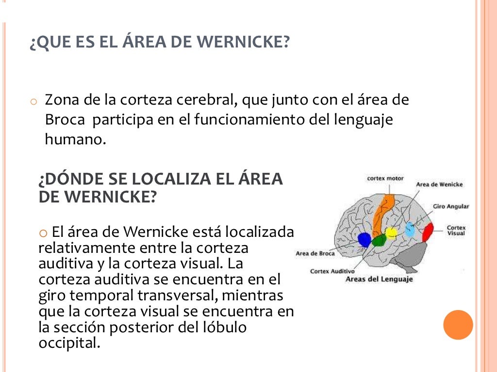 Area de wernicke
