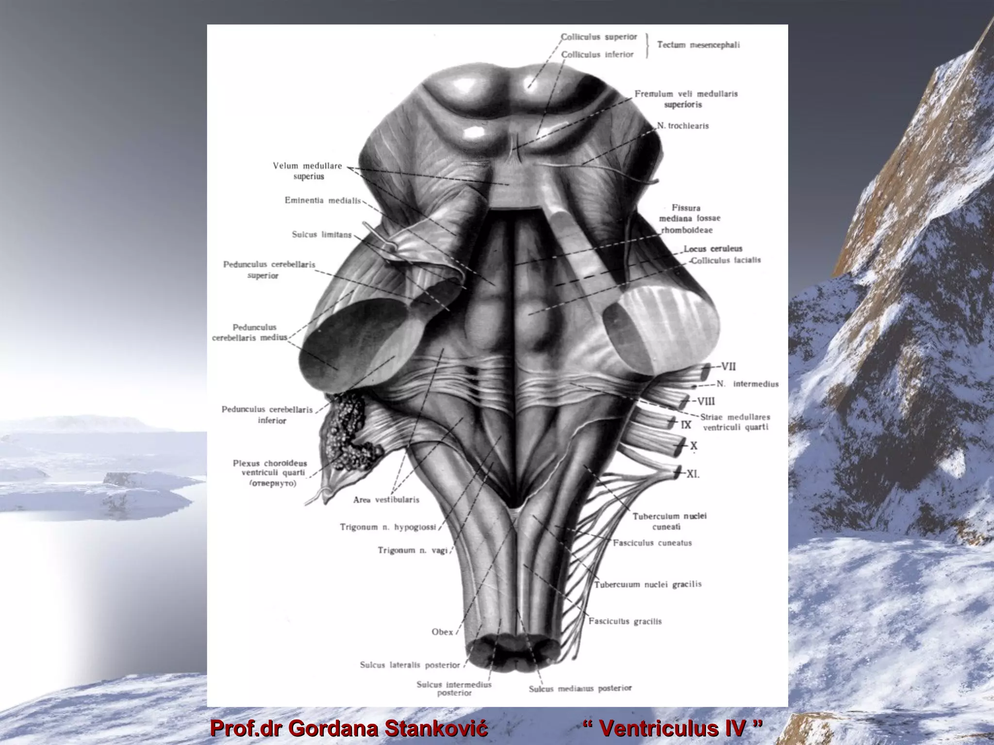 Area pret. fasc.long.med. cerebell._ventric.iv