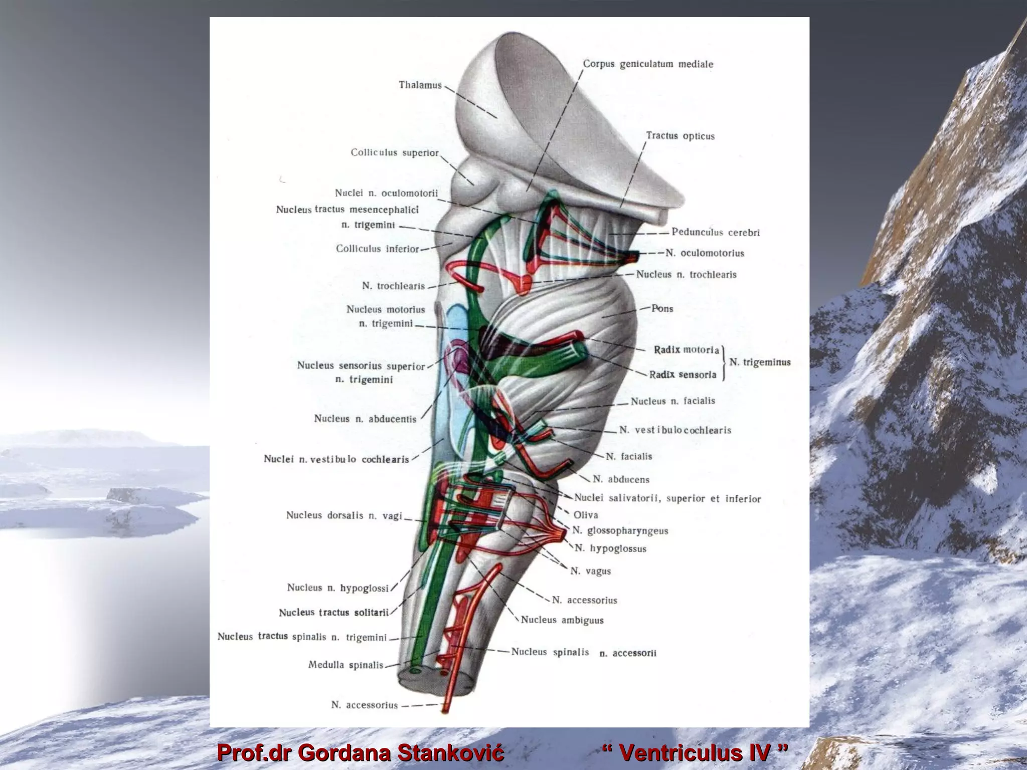 Area pret. fasc.long.med. cerebell._ventric.iv