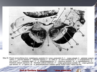 Area pret. fasc.long.med. cerebell._ventric.iv