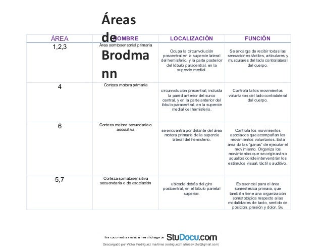 areas-de-brodmann-apuntes-neuroanatomia.pdf