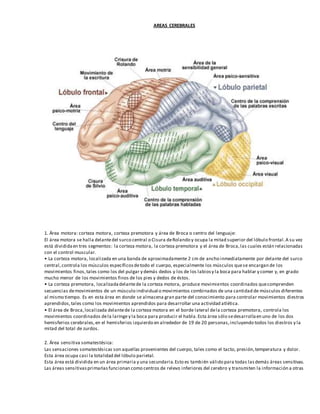 Areas cerebrales | DOCX