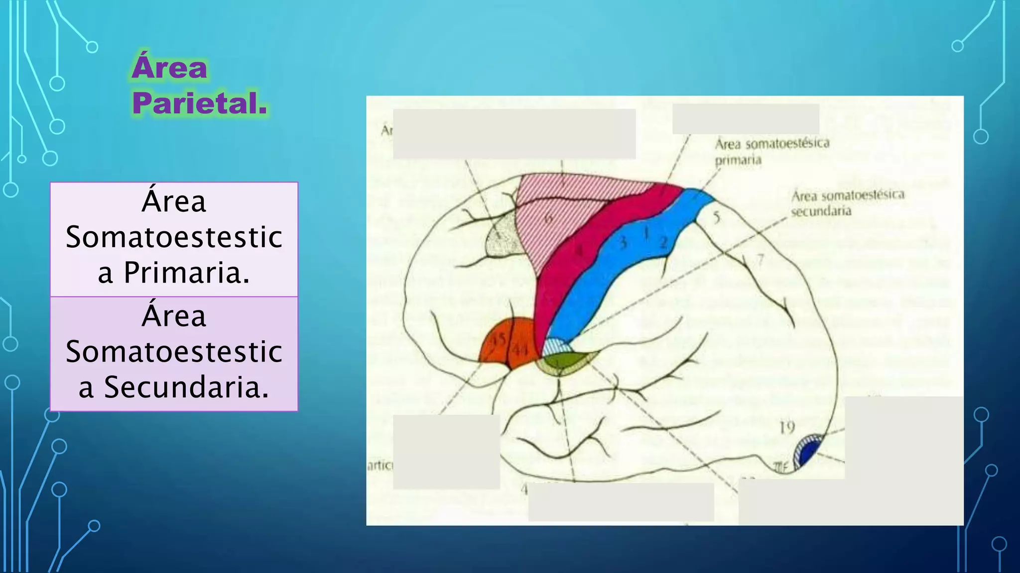 Areas corticales de la corteza cerebral. | PPTX