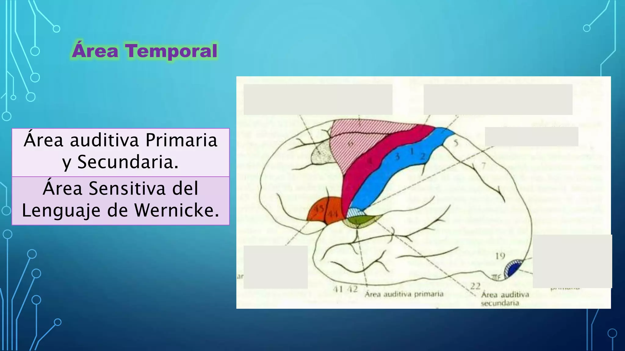 Areas corticales de la corteza cerebral. | PPTX